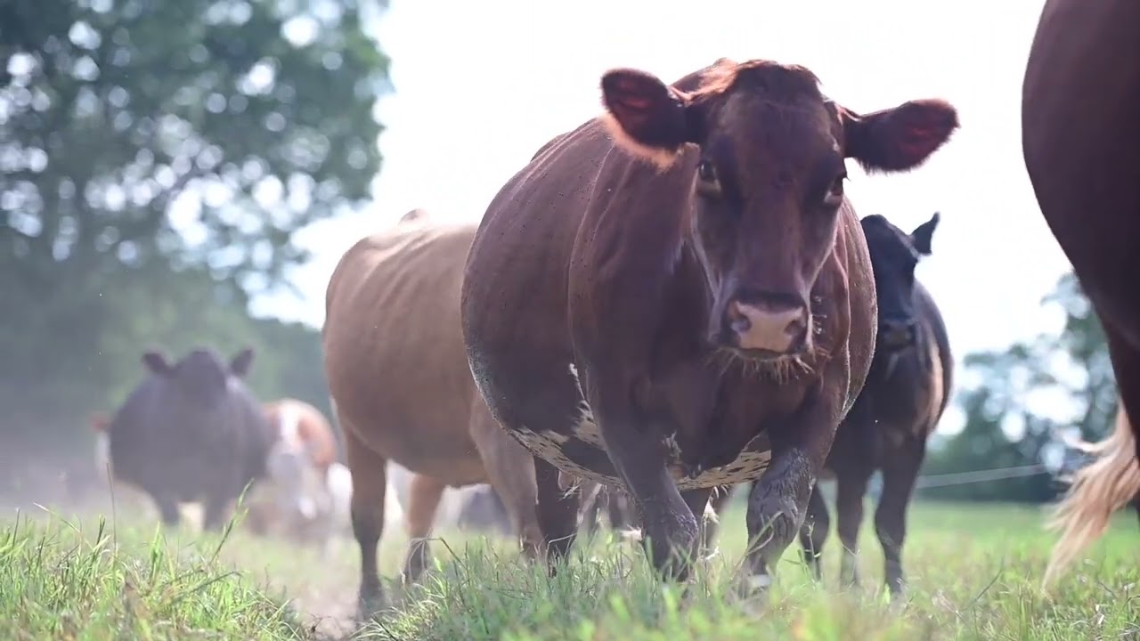 The South Texas Cattle Rancher - YouTube