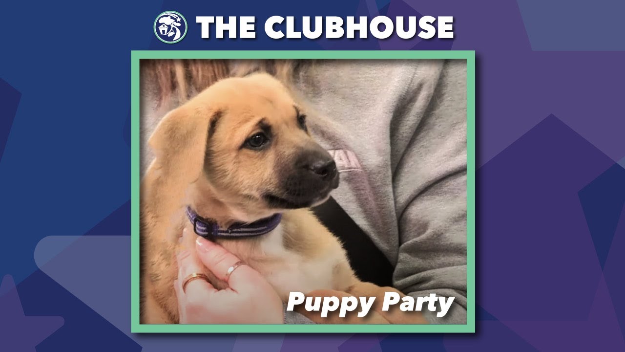 The Clubhouse — Puppy Party — 11-06-24 - YouTube