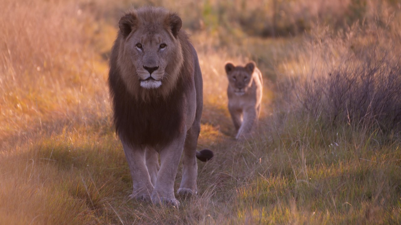 Lions of Sibuya: cubs, chaos are a kill - YouTube