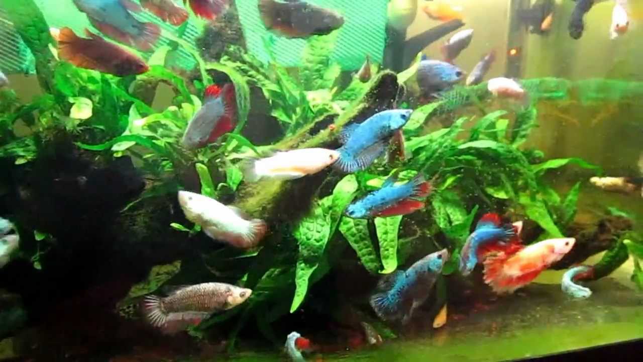 Helechos en Acuario de Hembras Bettas - YouTube