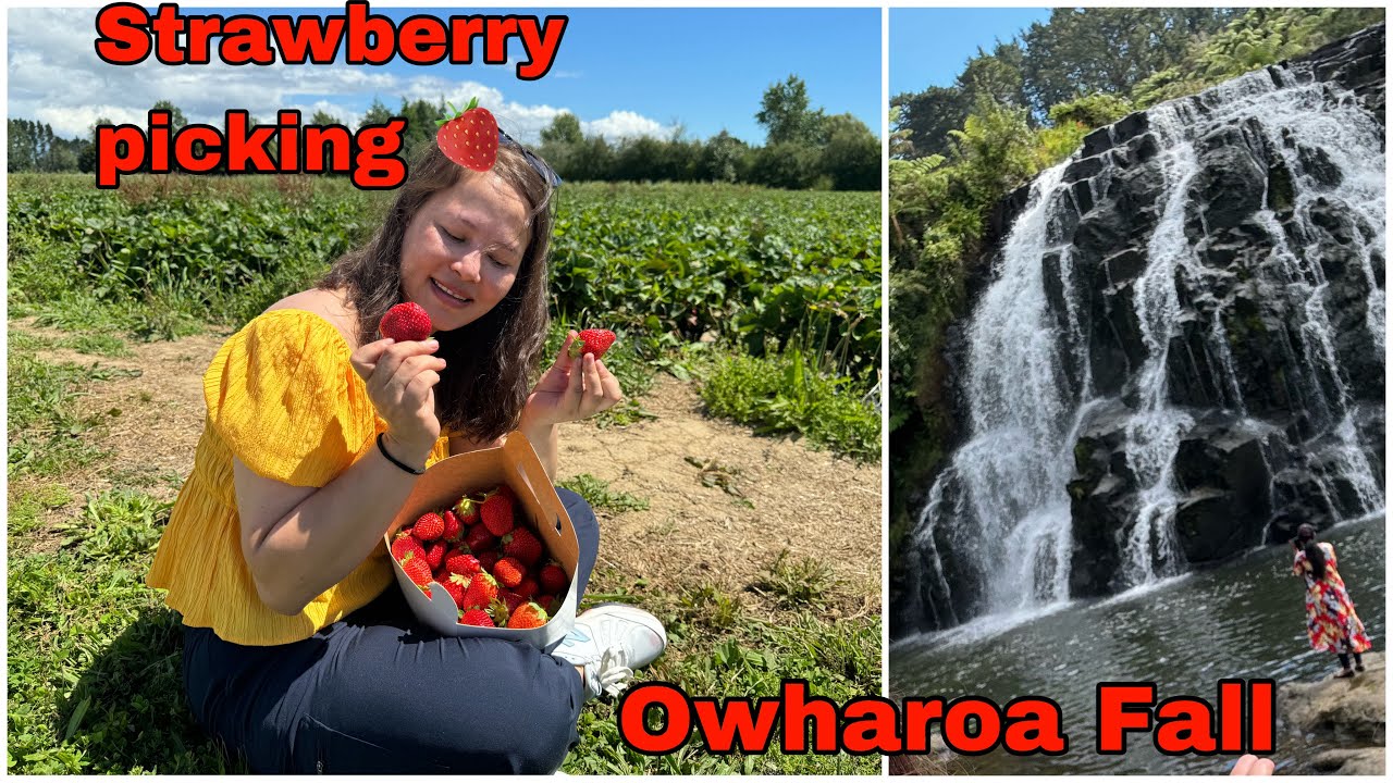 Strawberry Picking and Refreshment in Owharoa Fall #foodie #nature ...