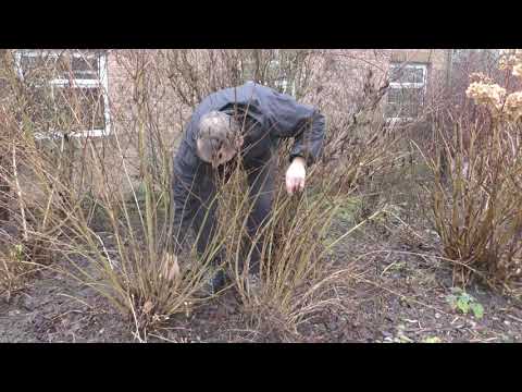 How Do You Trim Weigela Shrubs