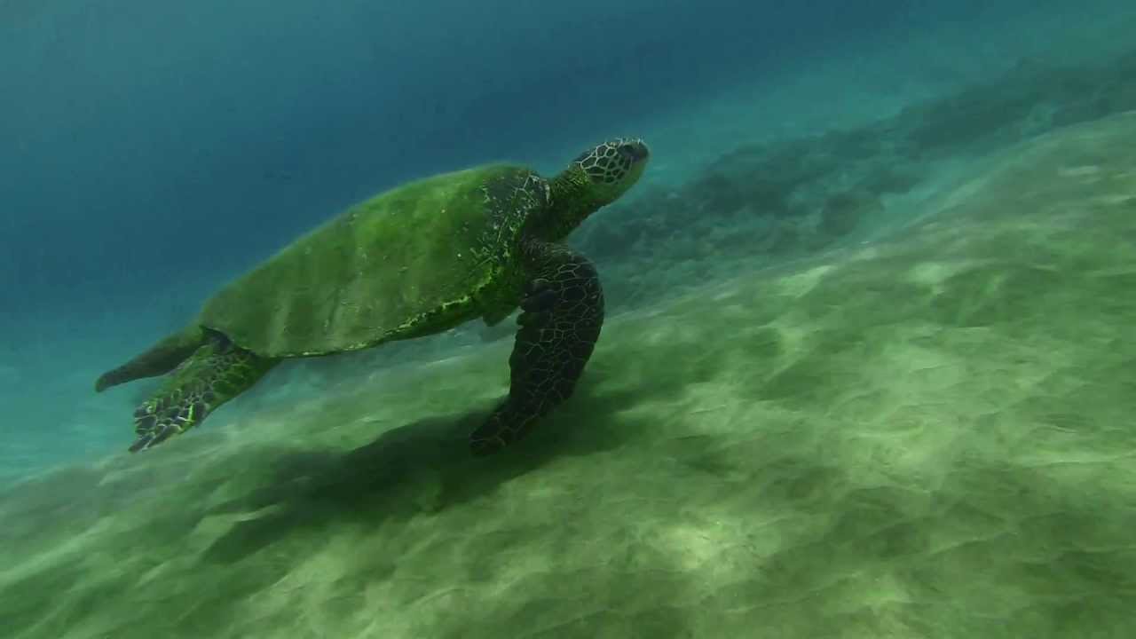 Swimming - Snorkeling with Sea Turtles, Turtle Town, Maui Hawaii. July ...