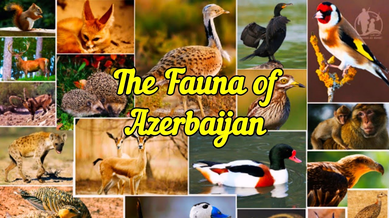 The Fauna of the Republic of Azerbaijan - YouTube