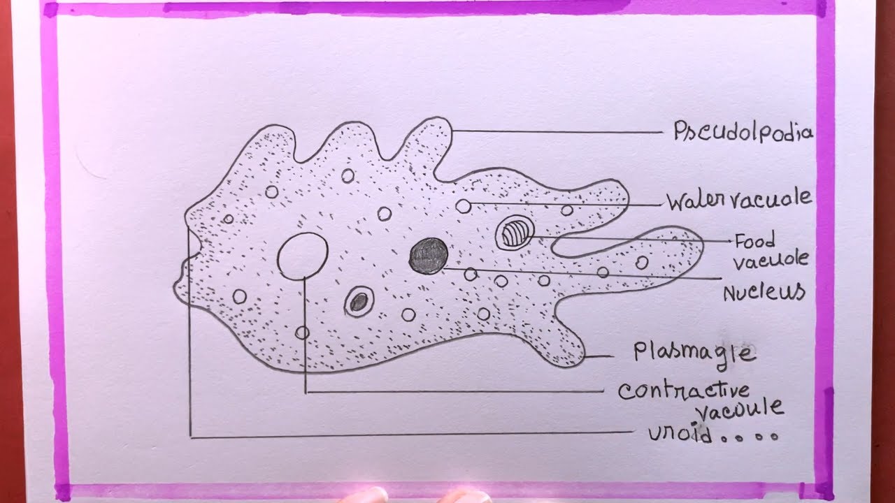How To Draw Amoeba Diagram/Draw Like A PRO In Minutes Not Years! - YouTube