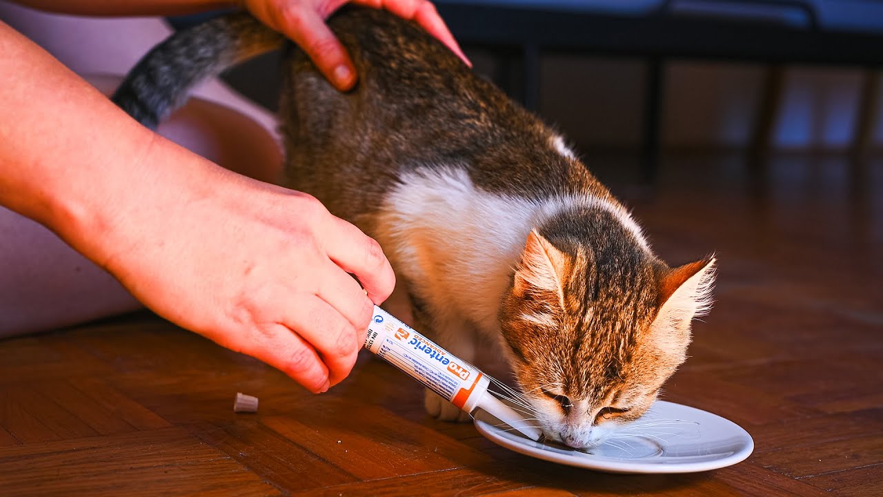 Rescue Kitten Taking Her Medicine And Purring ♥️ - YouTube