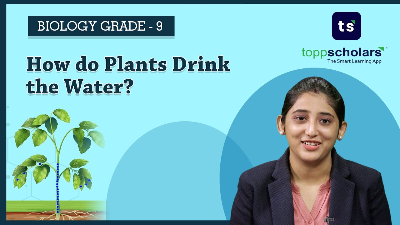 Transpiration | Transpirational Pull | Plants | Root | Water | Biology ...