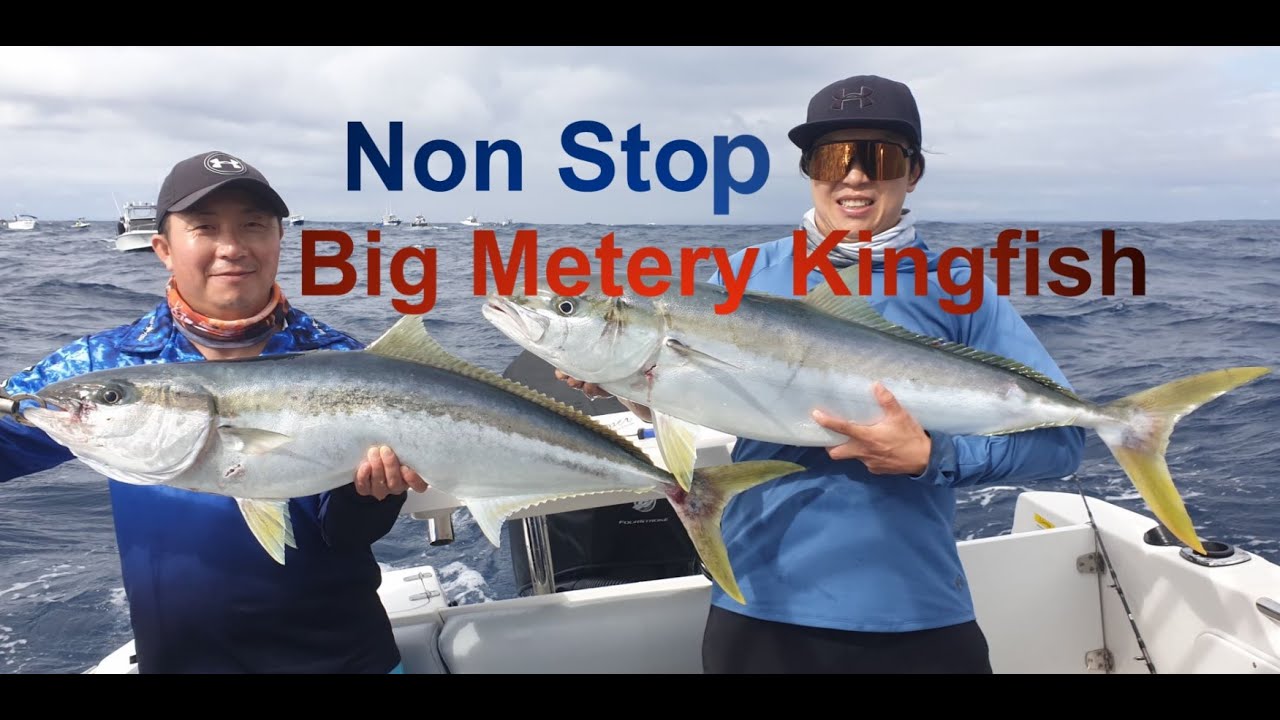 SYDNEY KINGFISH | Big metre Kingfish | Offshore fishing | Haines ...