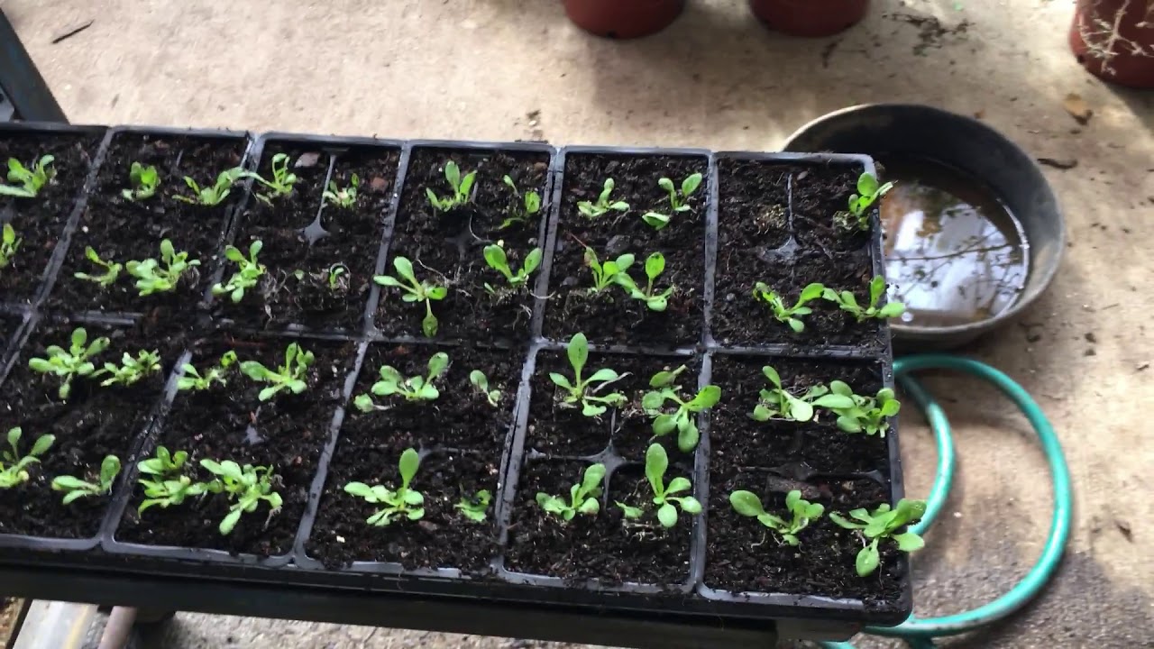 Punch & Grow Transplanter - YouTube