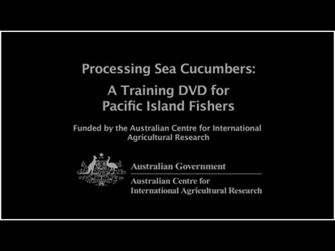 Processing Sea Cucumbers - YouTube