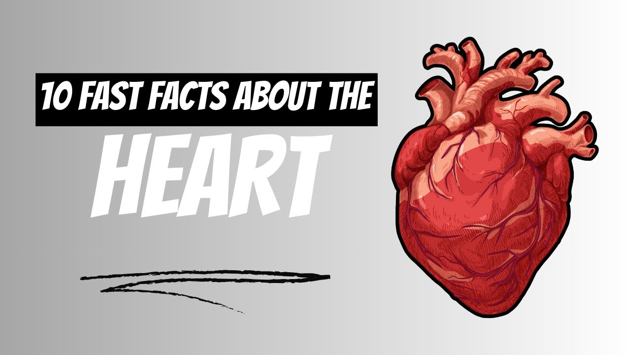 10 Mind-Blowing Facts About the Human Heart | Must-Know Heart Health ...