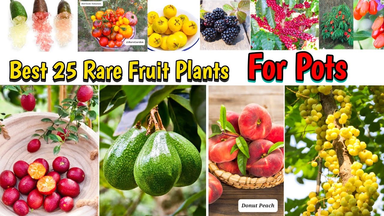 Top 25 Rare Fruit Plants For Pots | How To Grow Fruit Plants In Pots ...