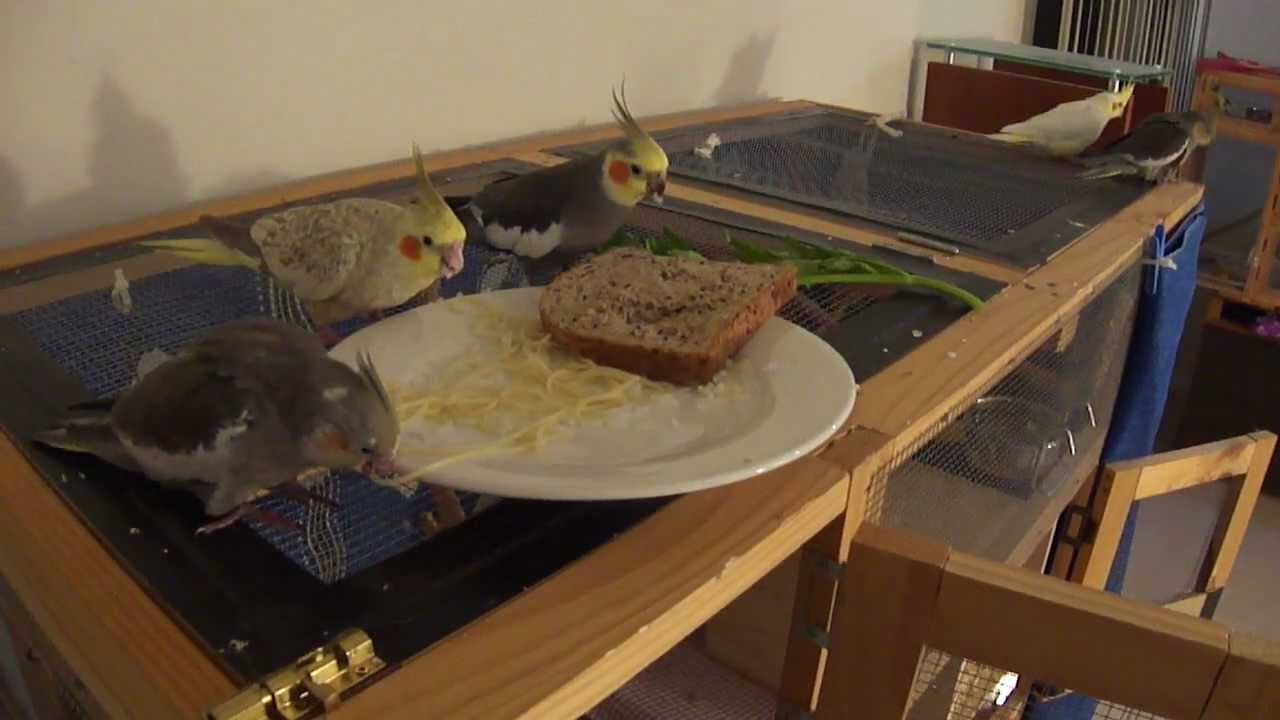Baby cockatiels eating spaghetti & rice - YouTube