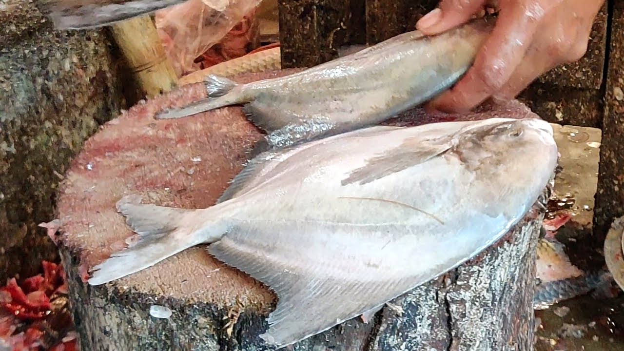 POPULAR BIG POMFRET FISH CUTTING || FRESH FISH CUTTING SKILLS - YouTube