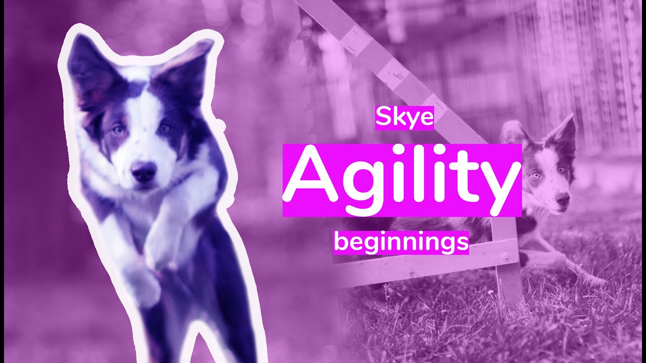 Skye - agility training 22.01 - YouTube