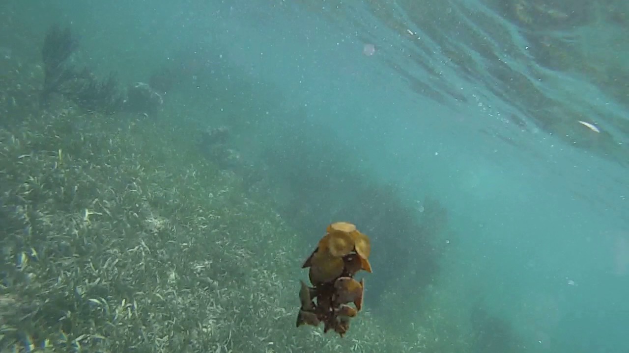 Snorkeling in Labadee, Haiti - Royal Caribbean part 1 - YouTube