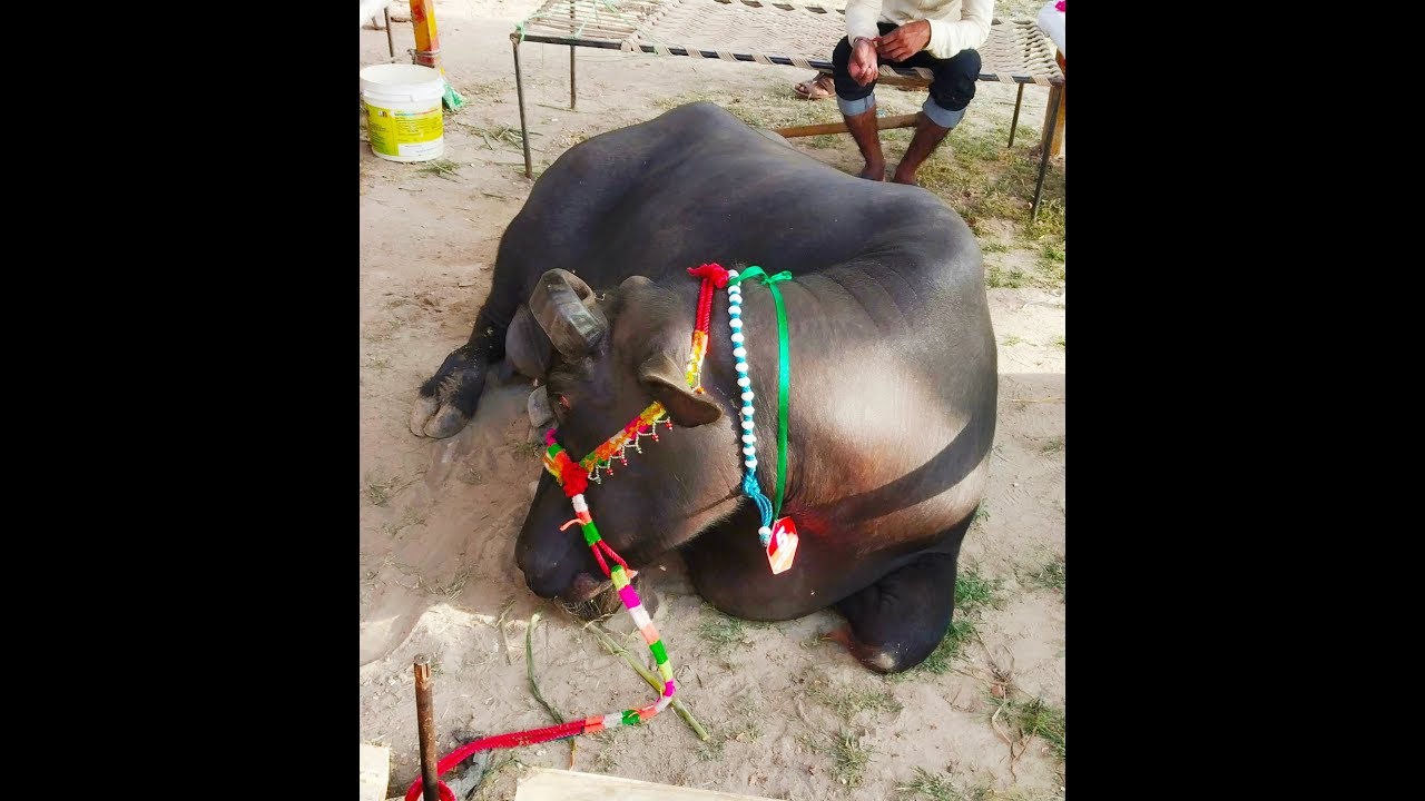 GIR GAUMATA IS _WORLD_BEST GAUMATA AT PRESENT TIME...!!!!! - YouTube