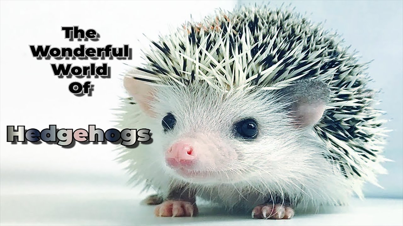 The Wonderful World Of Hedgehogs - YouTube