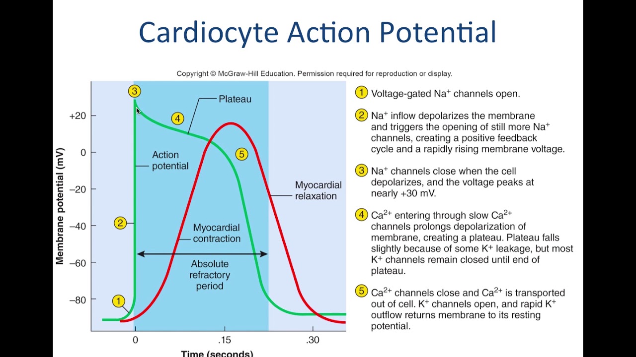 Best Action Potential Explanation Youtube
