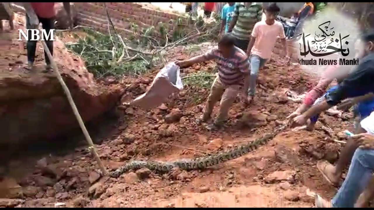 Two king azdha snakes caught together in Bhatkal - YouTube