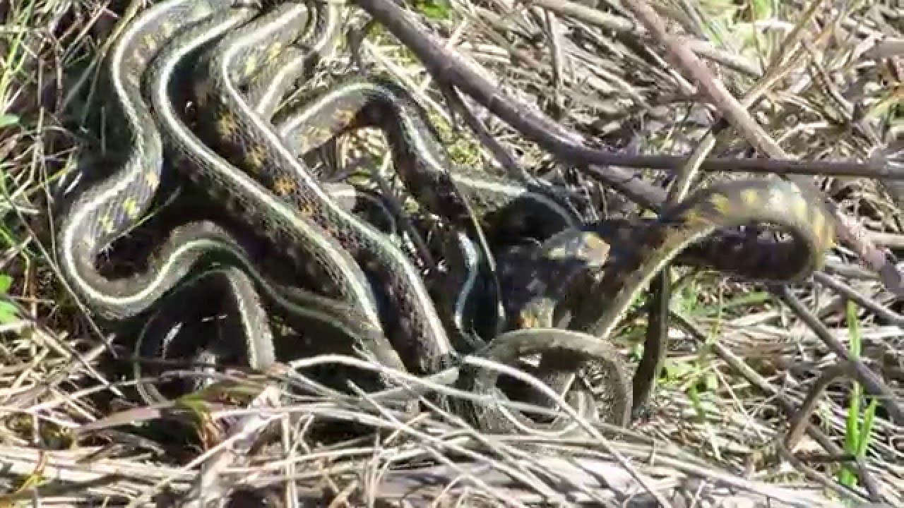 Garter Snake Ball - YouTube