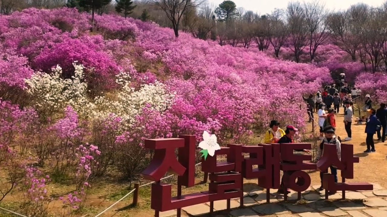 (sub)진달래공원/부천원미산/Azalea Park/Festival/Bucheon Sports Complex on Subway ...
