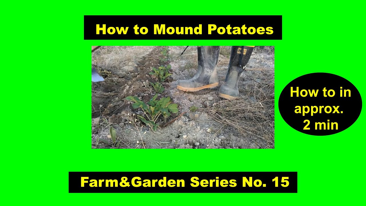 How to Mound Potatoes Farm & Garden Tips Series No. 15 - YouTube