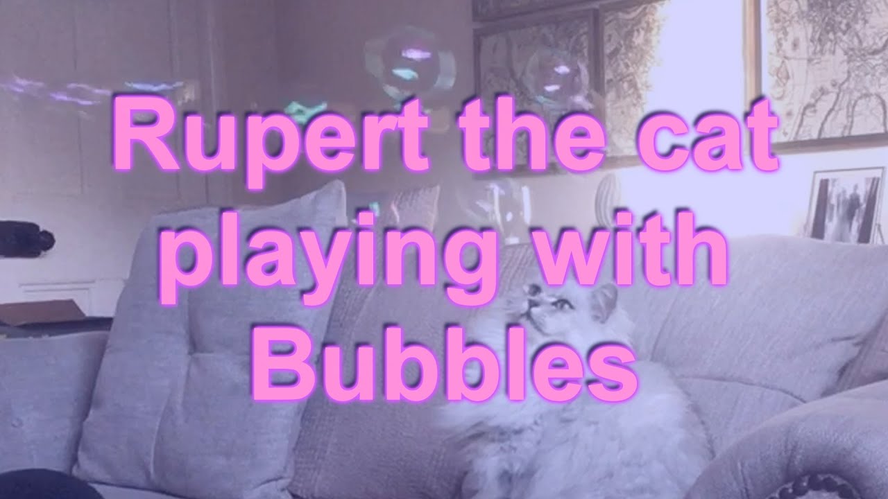 Rupert the cat playing with bubbles - YouTube