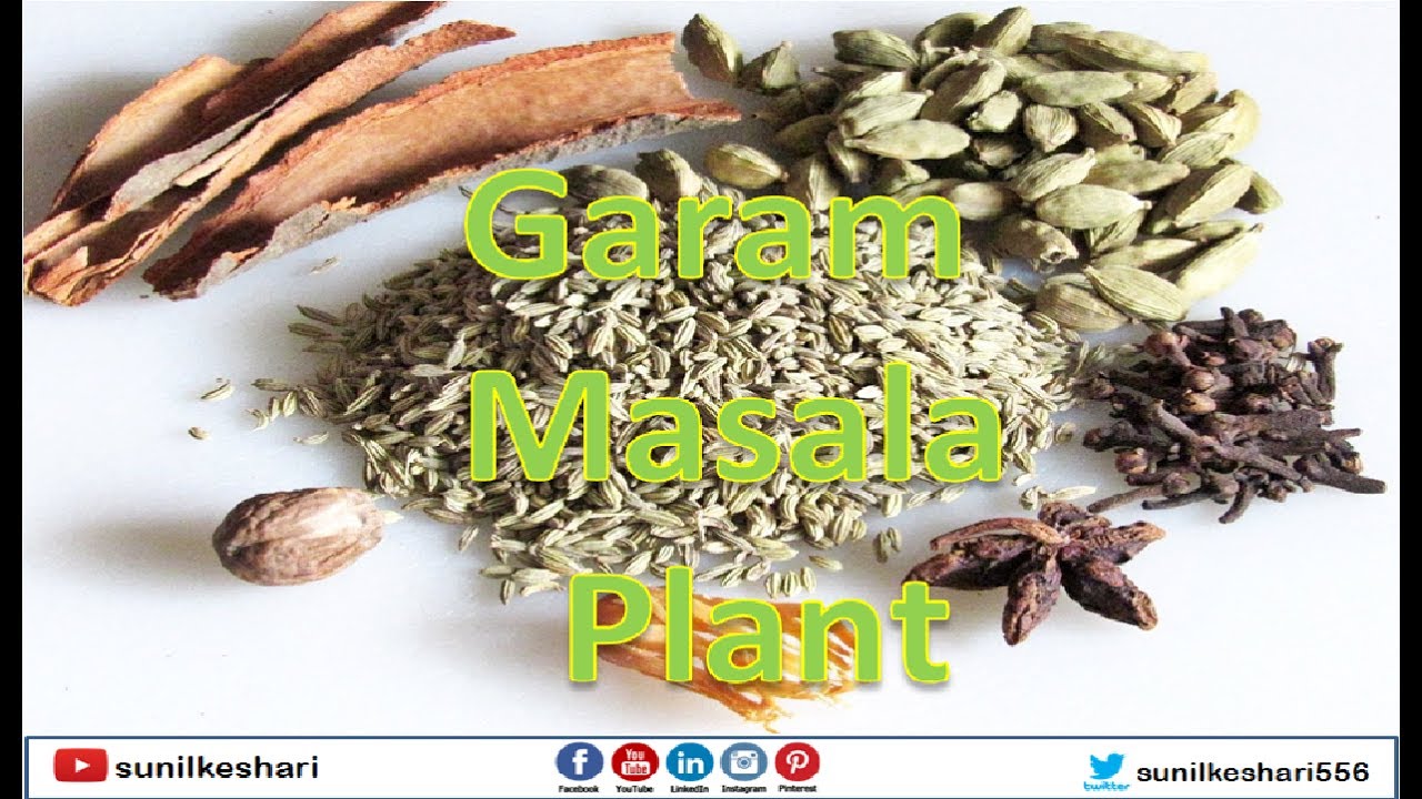 garam masala plant - YouTube