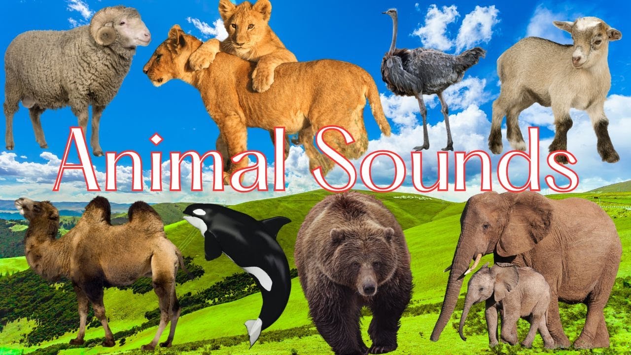 Animal Sounds - Wild Animal World 2024 Bear, Horse, Wolf, Goat, Sheep ...