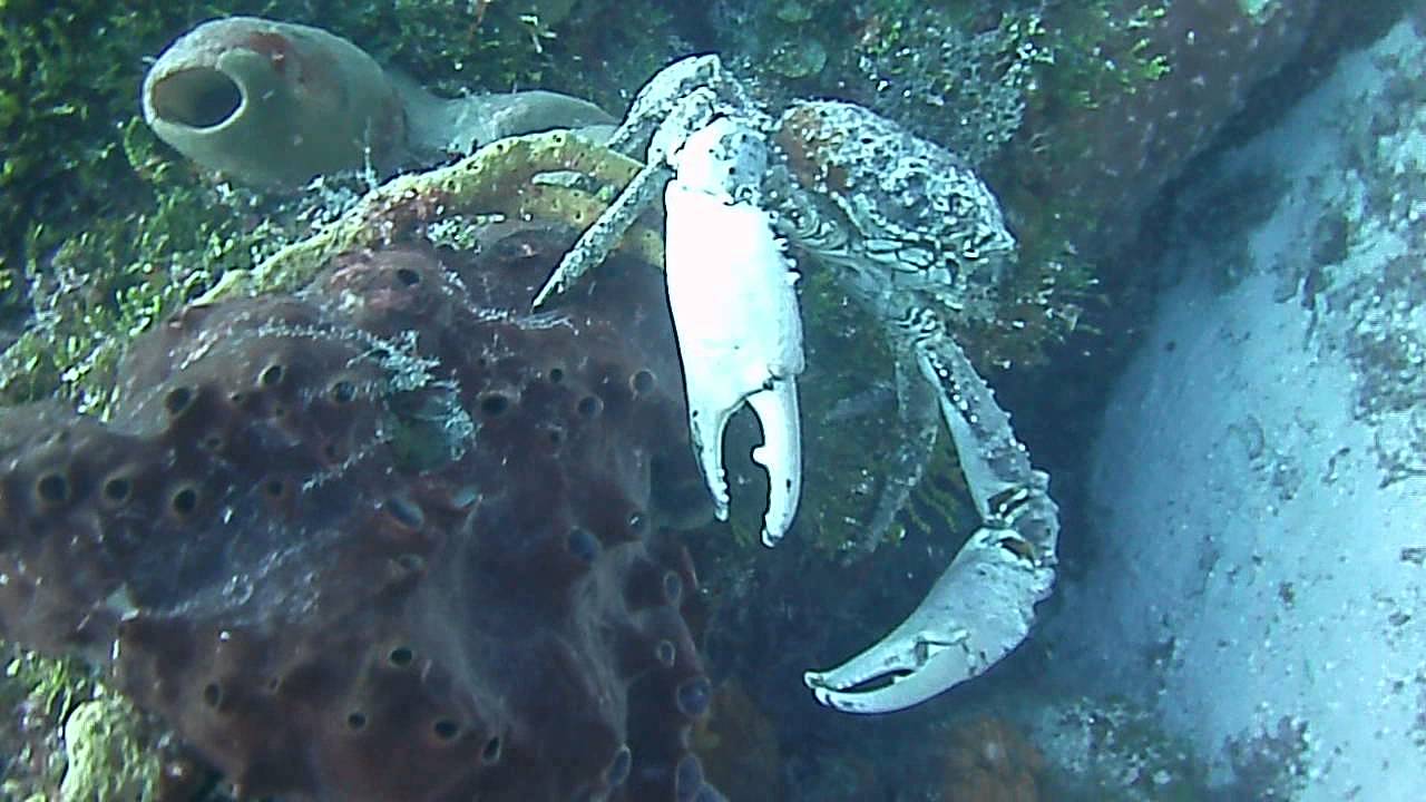 Crab Escape under ledge COZ - YouTube