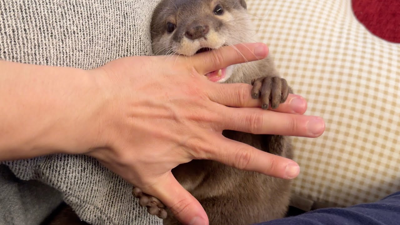 カワウソさくらの寝る前のルーティン？〜ただダラダラしているだけ〜 Otter Sakura's bedtime routine - YouTube