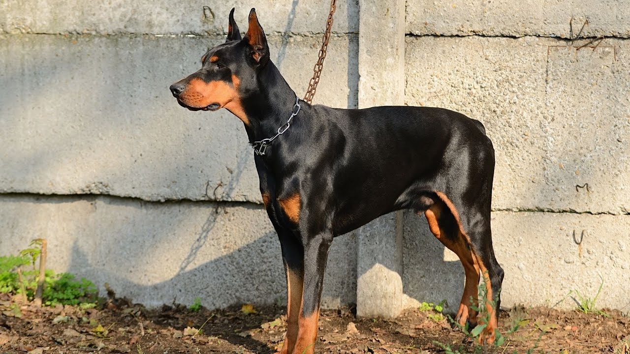 10 Amazing Facts About Doberman Dogs - YouTube