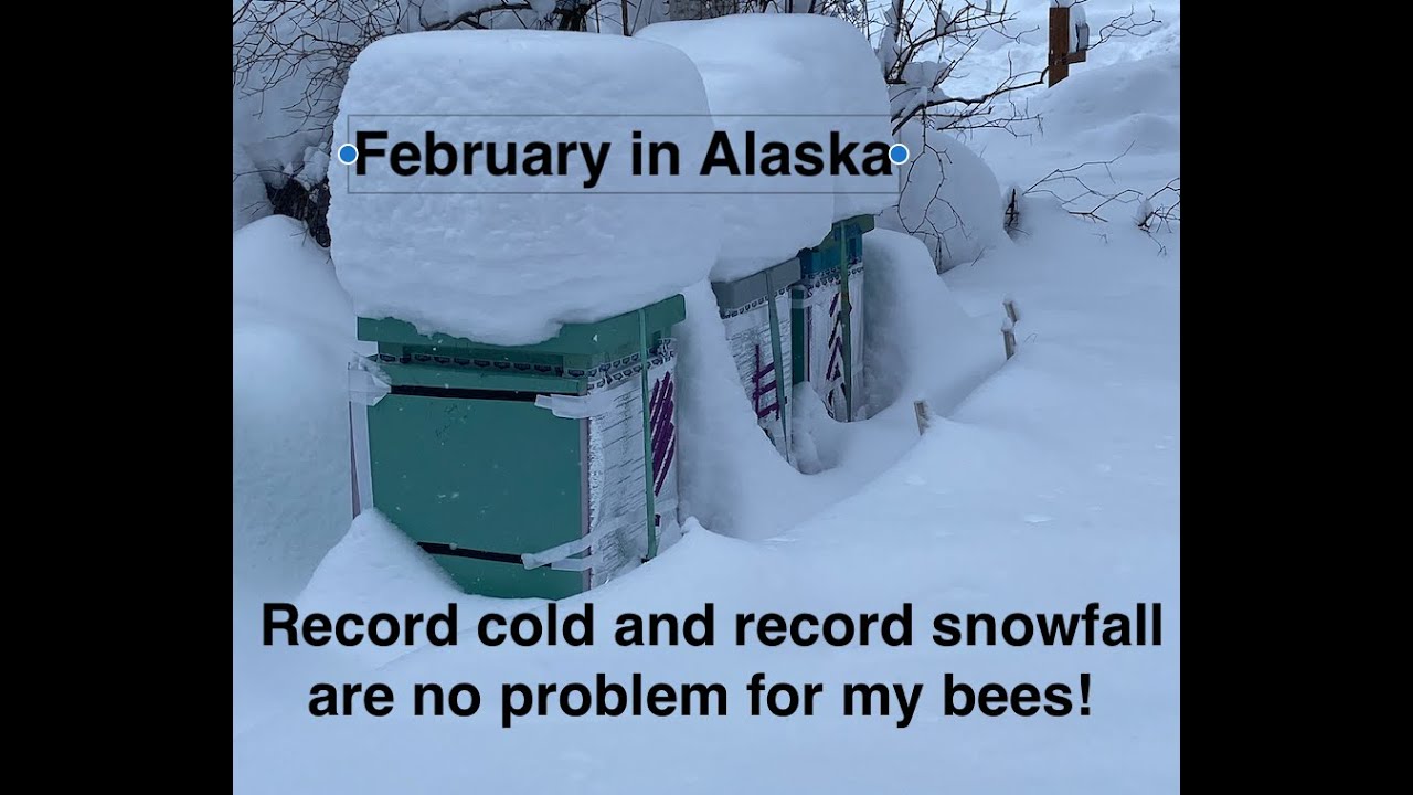 It's 20° below zero in Alaska - how are your bees doing? - YouTube