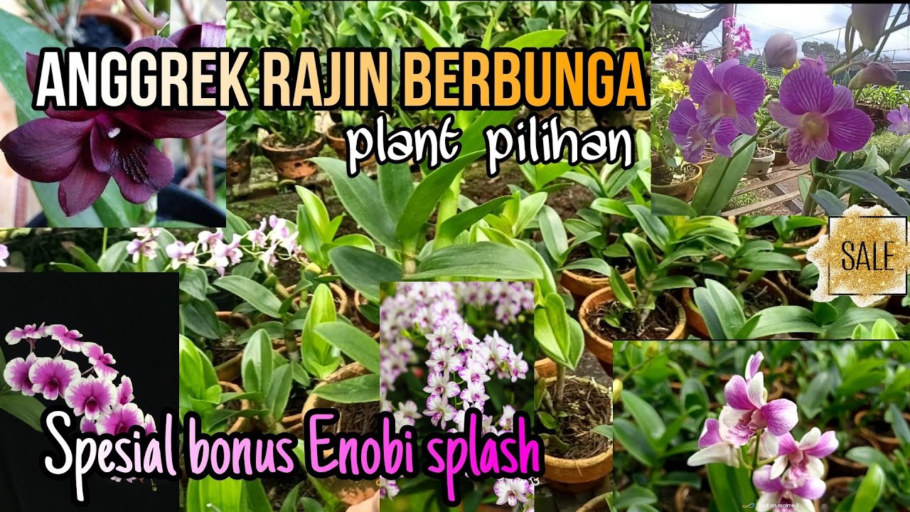 Promo bunga anggrek rajin berbunga + bonus Enobi splash. - YouTube