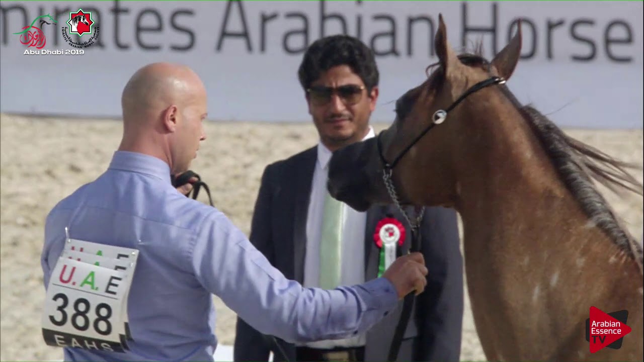 N 388 AL ARYAM RASMI UAE Nationals 2019 - YouTube