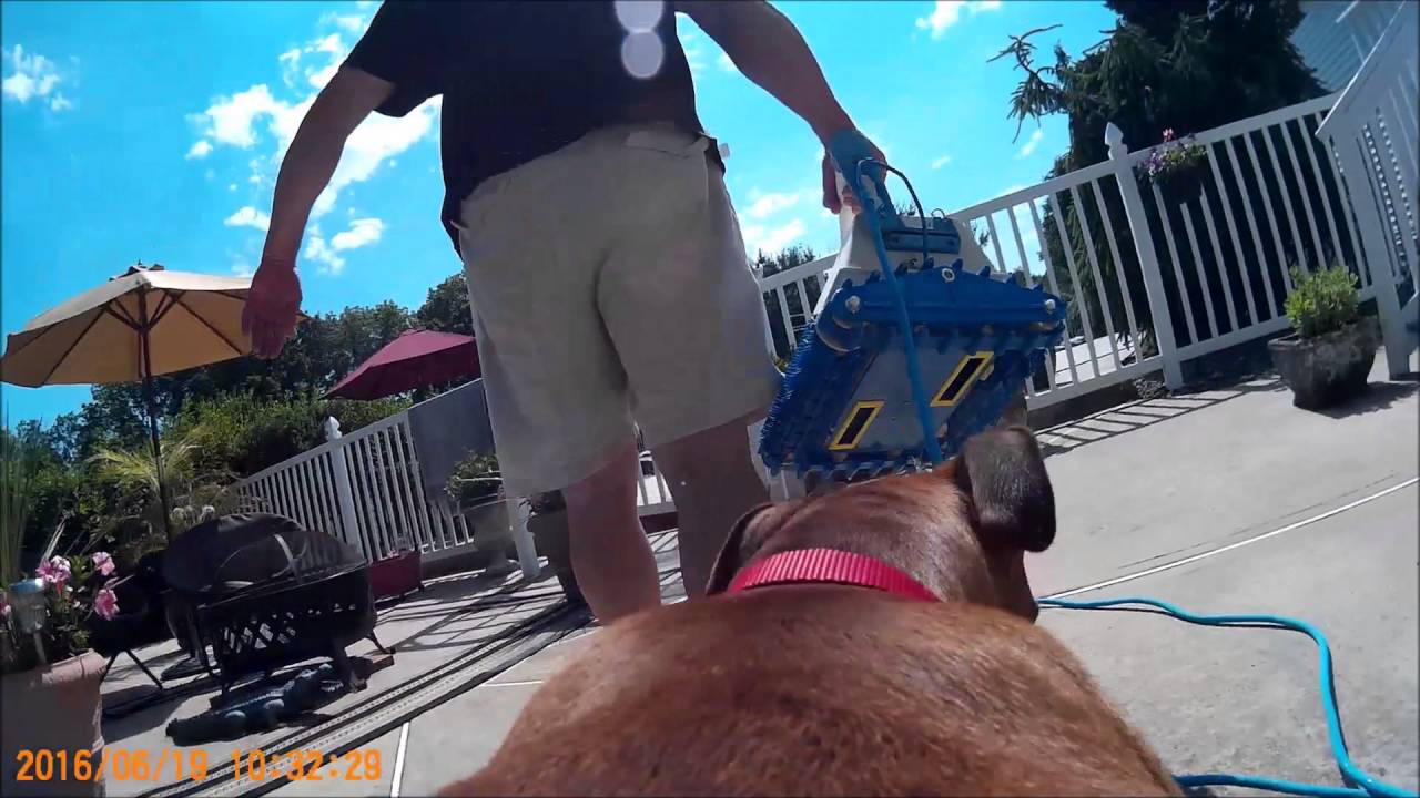 Dog-Mounted Camera: Let's Go! - YouTube