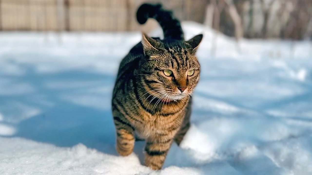 A fat beautiful cat went for a walk in the snow - YouTube
