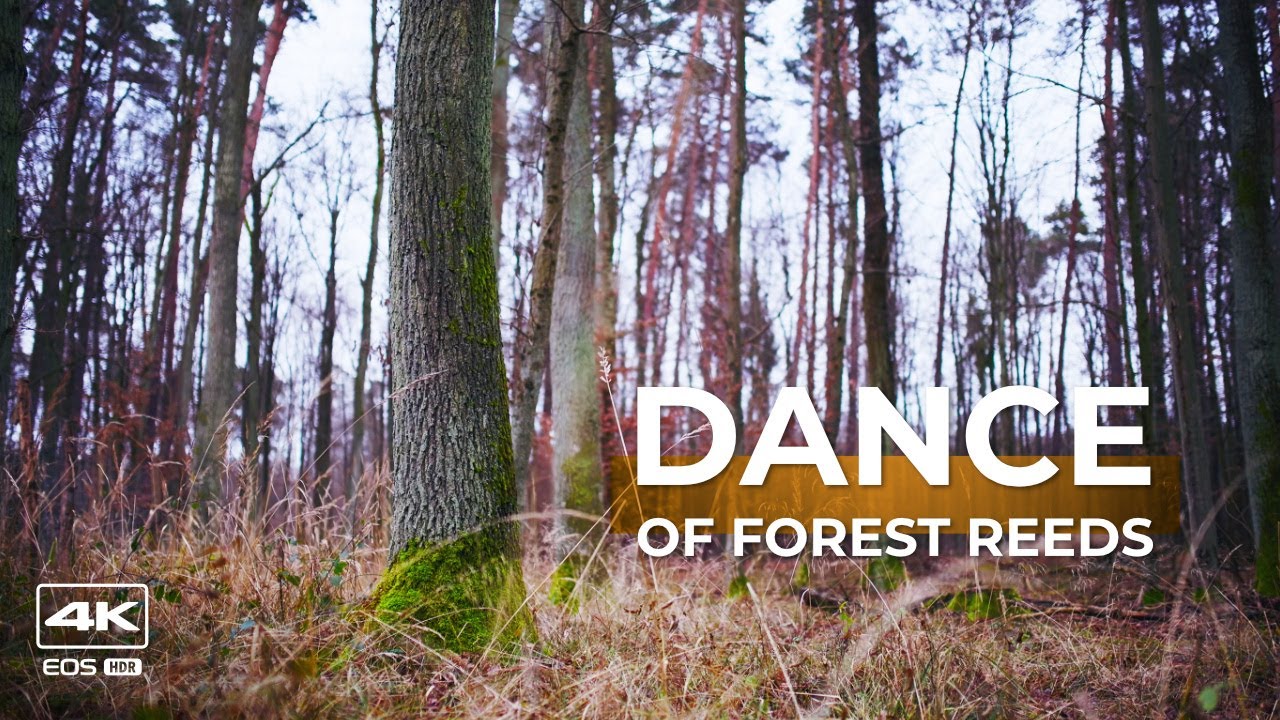 4K video and natural ambient sounds - Dance of forest reeds - YouTube