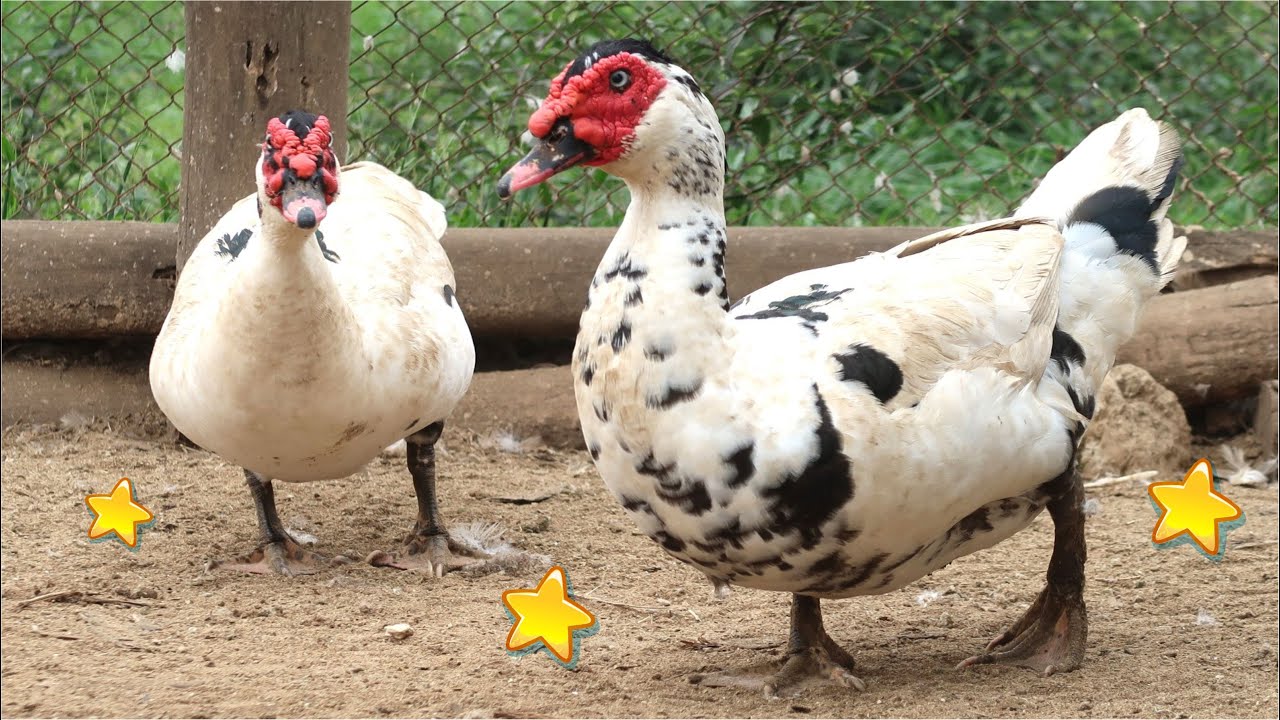 BEBEK ENTOK , ENTOK JUMBO DRAGON TRONTON AYAM BETINA KAWIN MILENIAL ...