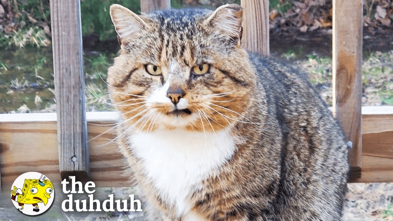 Hissing Feral Cat Becomes A Captive In My Small Studio Apartment | The ...