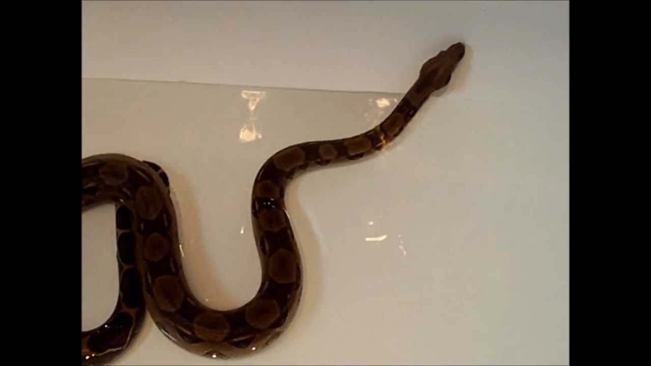 Boa Constrictor bath time - YouTube