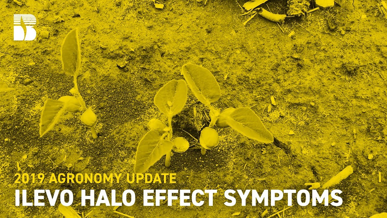 ILeVO Halo Effect Symptoms | Beck's Agronomy Update - YouTube