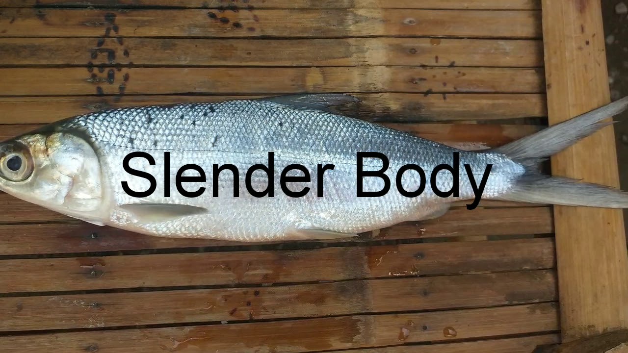 HOW TO IDENTIFY PURE BONUAN BANGUS - YouTube