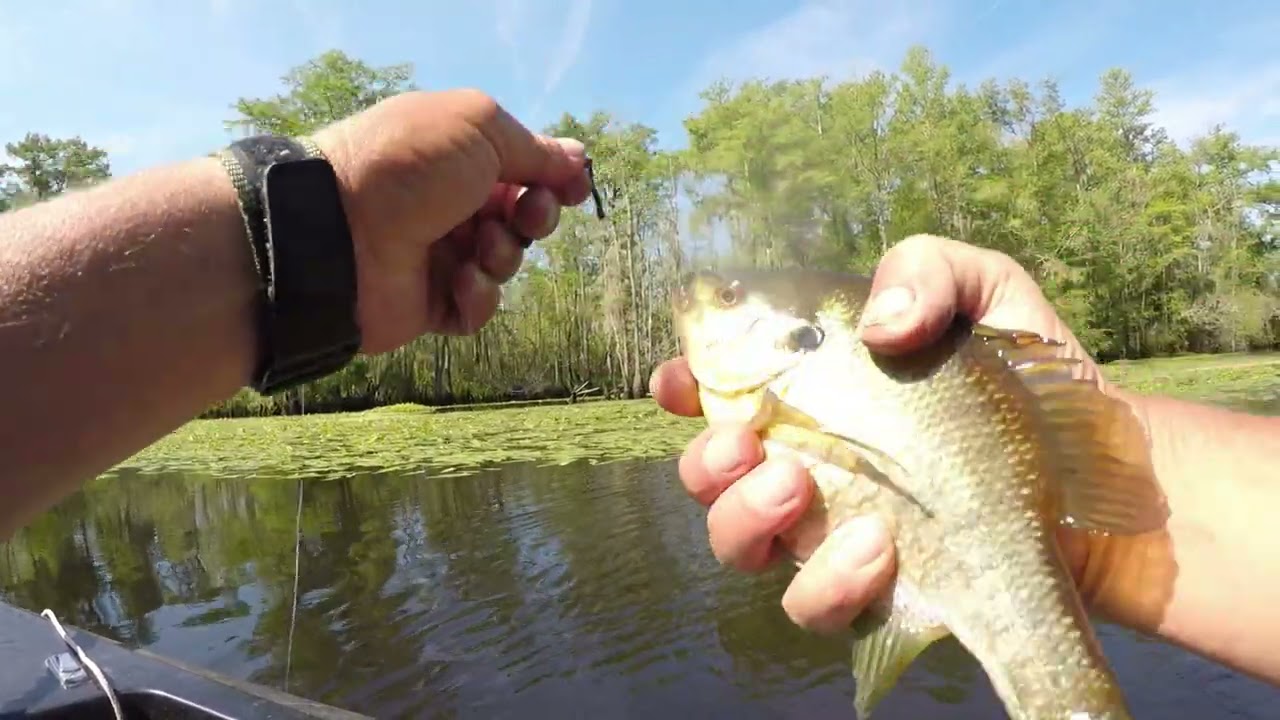 Lily Pad Fishing With The Bream Buster. - YouTube
