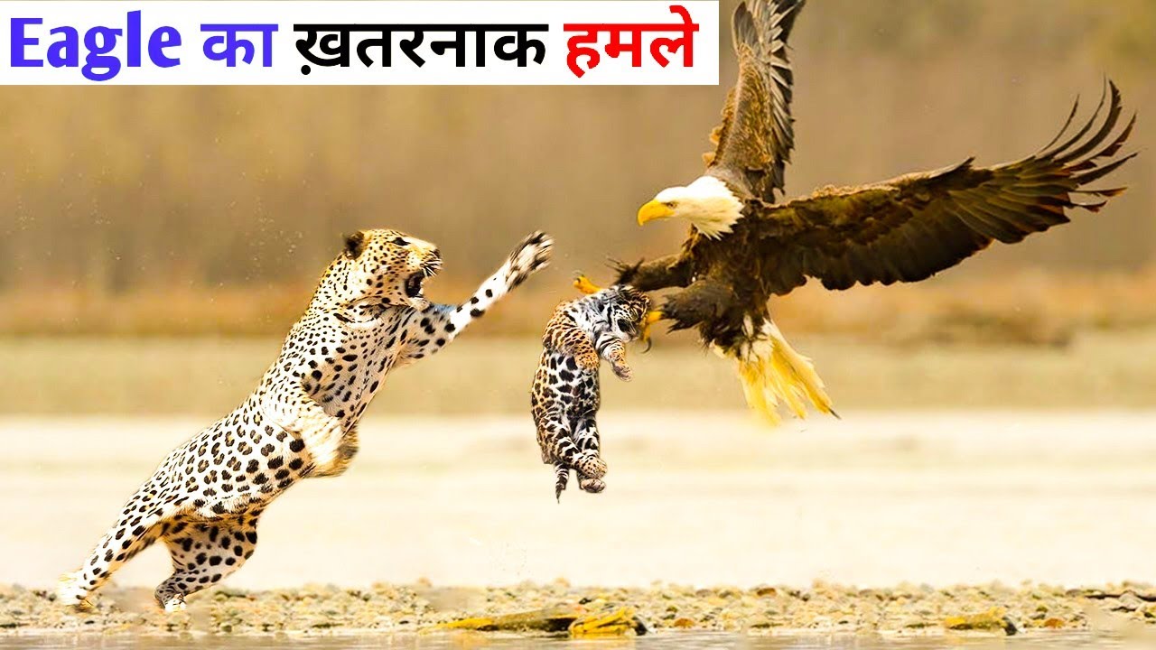 आखिर ईगल इतने खतरनाक क्यों होते है |Most Dangerous Eagle Attack Caught ...