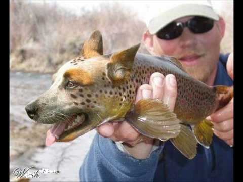 CRYPTOZOOLOGY,FISH-DOG,criptozoologia PEZ-PERRO - YouTube