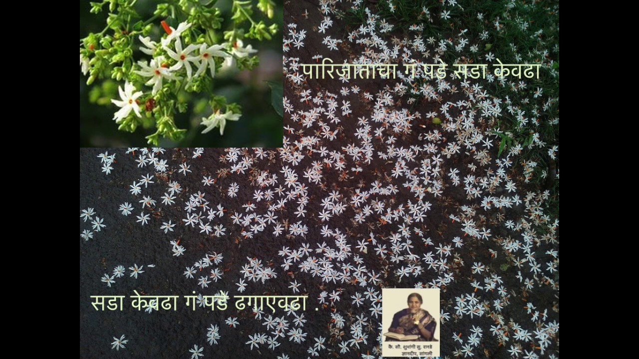 Parijat ( Marathi Poem by Mrs. Shubhangi Ranade) - YouTube