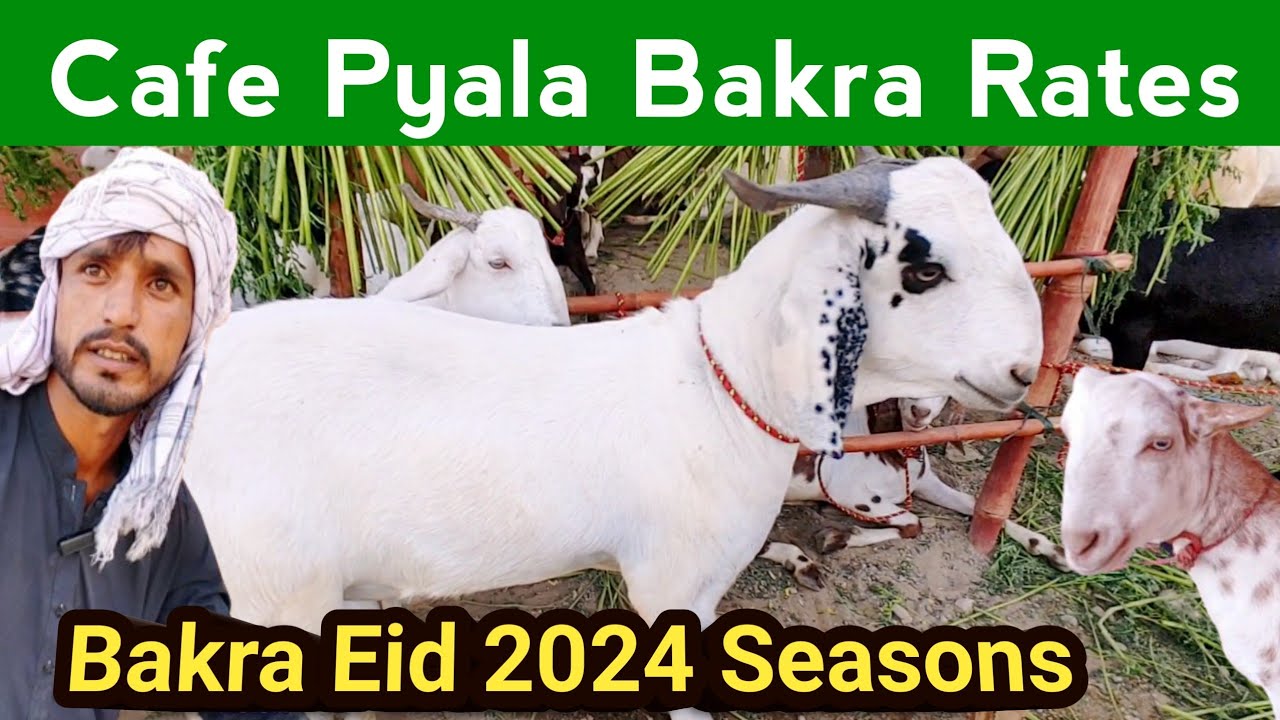 Bakra Point Cafe Pyala | Gulabi Goats in Karachi | Bakra Eid Season ...