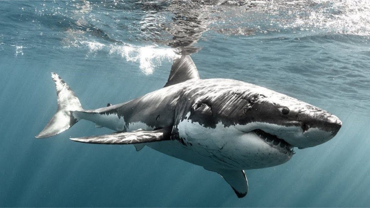 How Sharks Vision & Hunting Prowess Works - YouTube